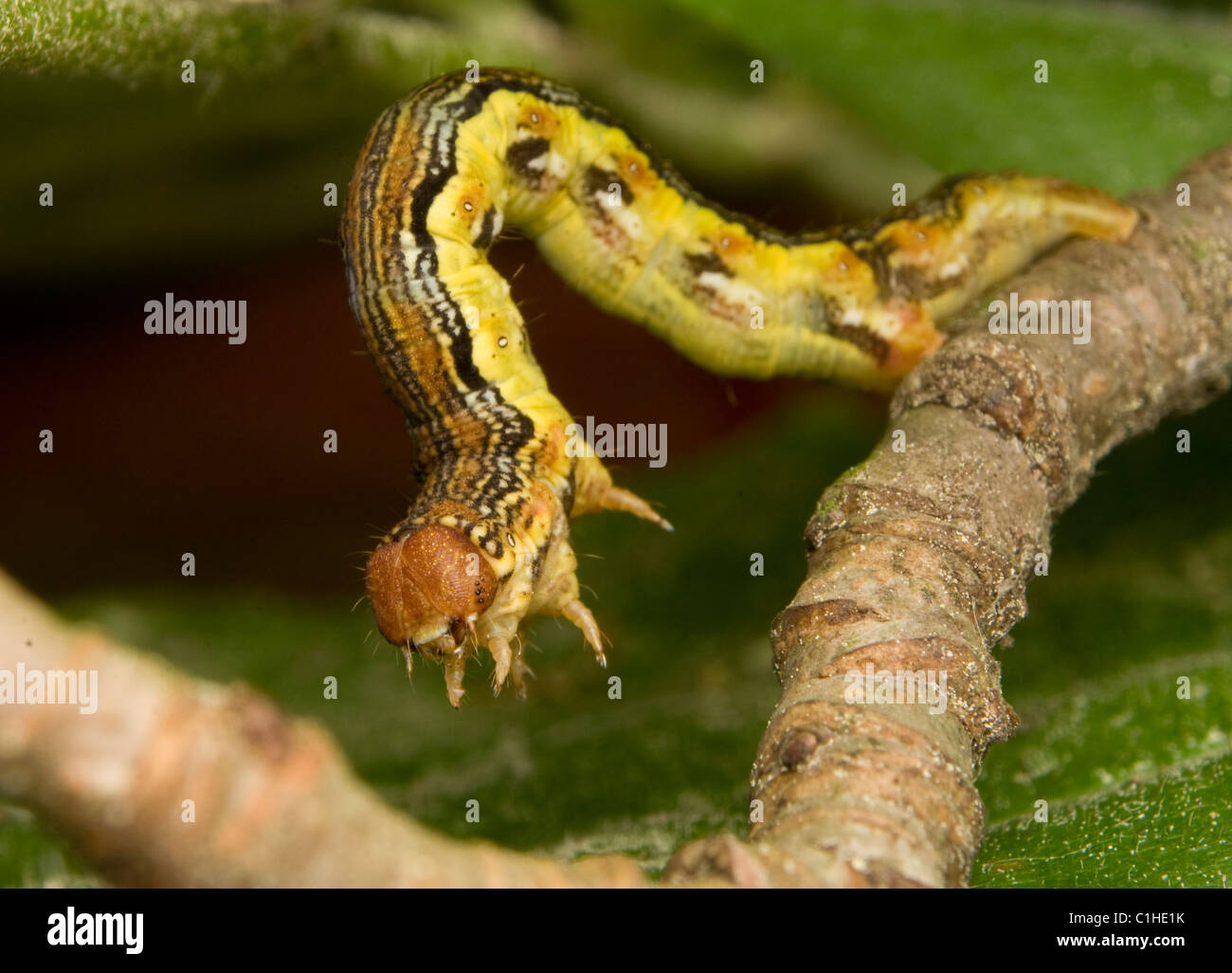 Erannis hi-res stock photography and images - Alamy
