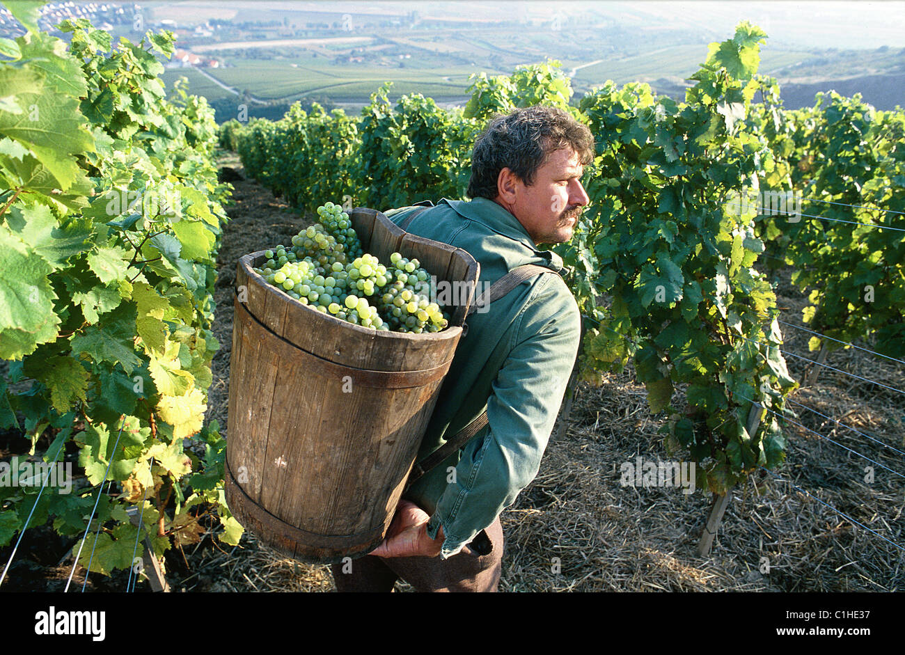 Hungary Tokai Harvest Stock Photo - Alamy