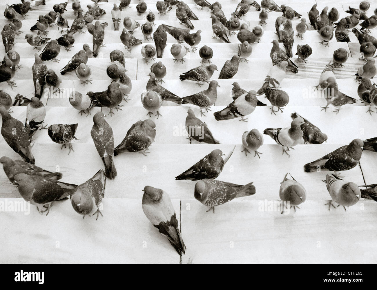 Pigeons in Istanbul in Turkey Middle East Asia. Bird Birds Vermin Stock ...