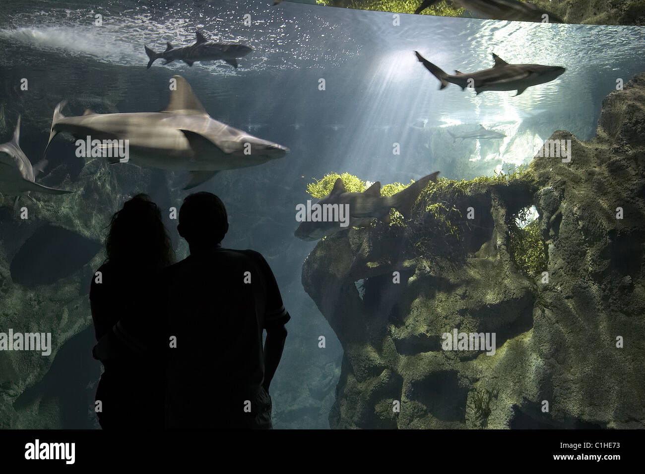 France, Charente Maritime, aquarium of la Rochelle, the basin of sharks ...