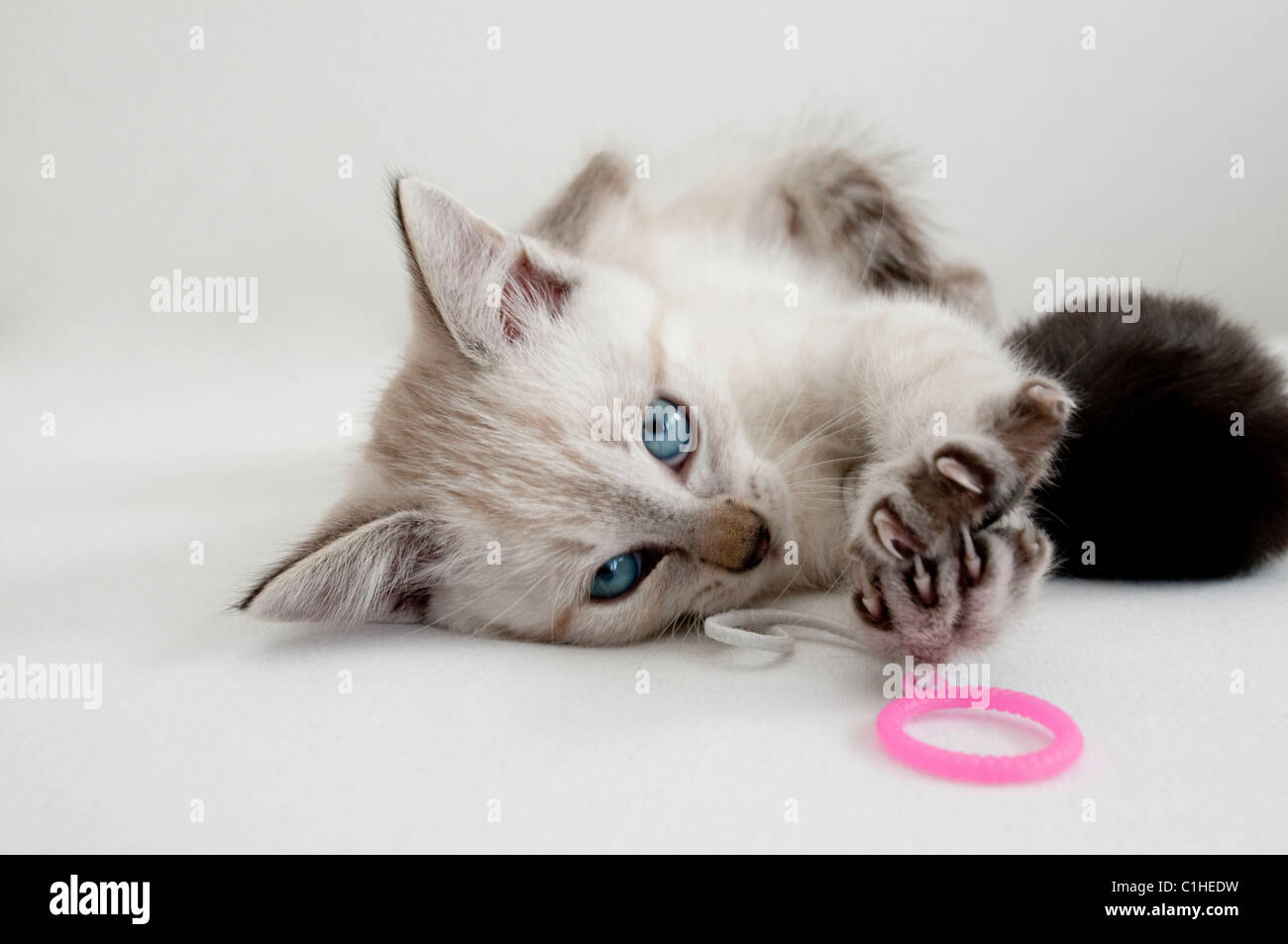 Cats play hi-res stock photography and images - Alamy