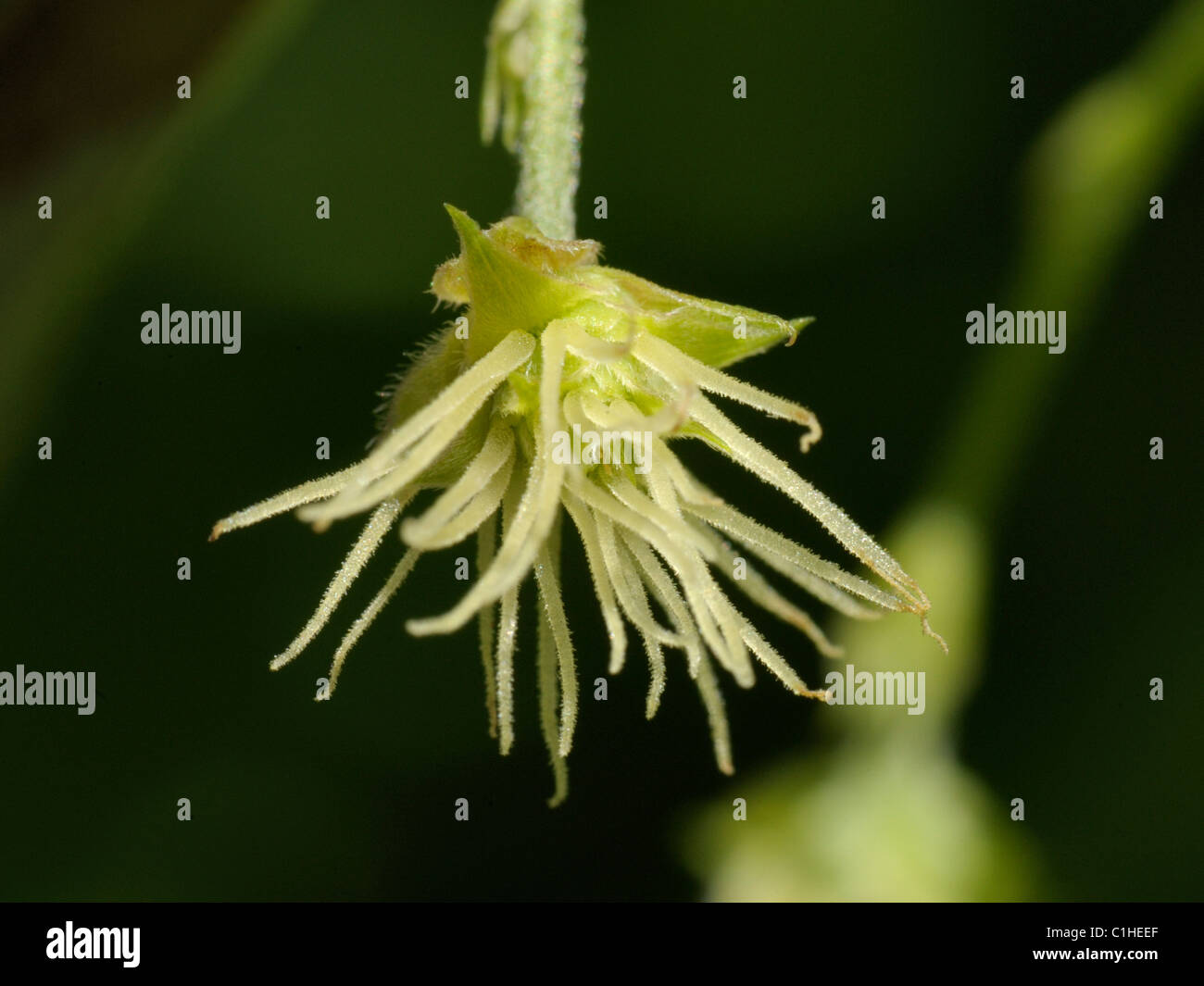 Female Hop flower, humulus lupulus Stock Photo - Alamy