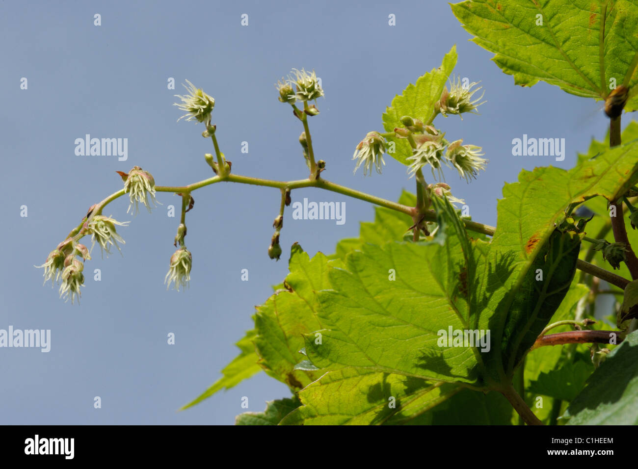 Female Hop flowers, humulus lupulus Stock Photo - Alamy