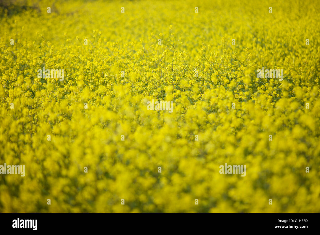 Yellow flowers in a field Stock Photo - Alamy