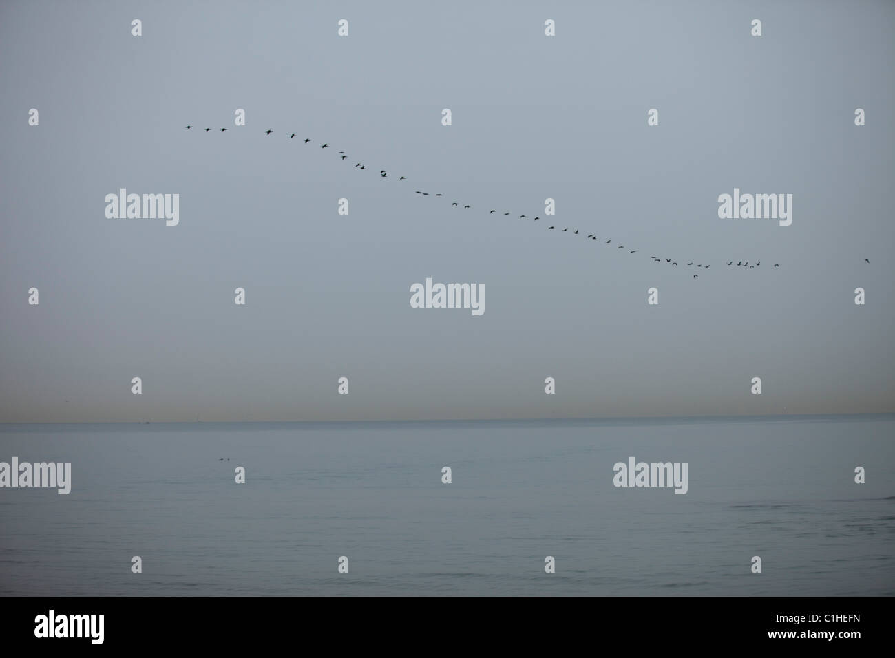 Birds of the mediterranean sea hi-res stock photography and images - Alamy