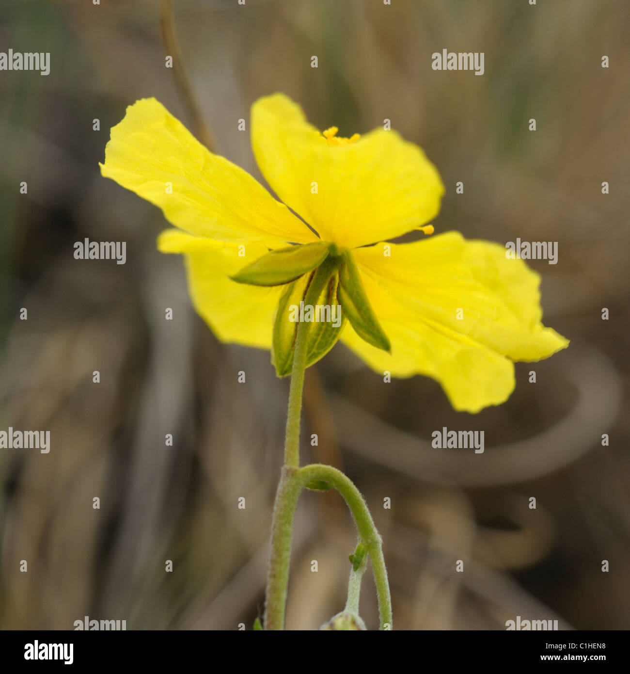 Common yellow rock rose hi-res stock photography and images - Alamy