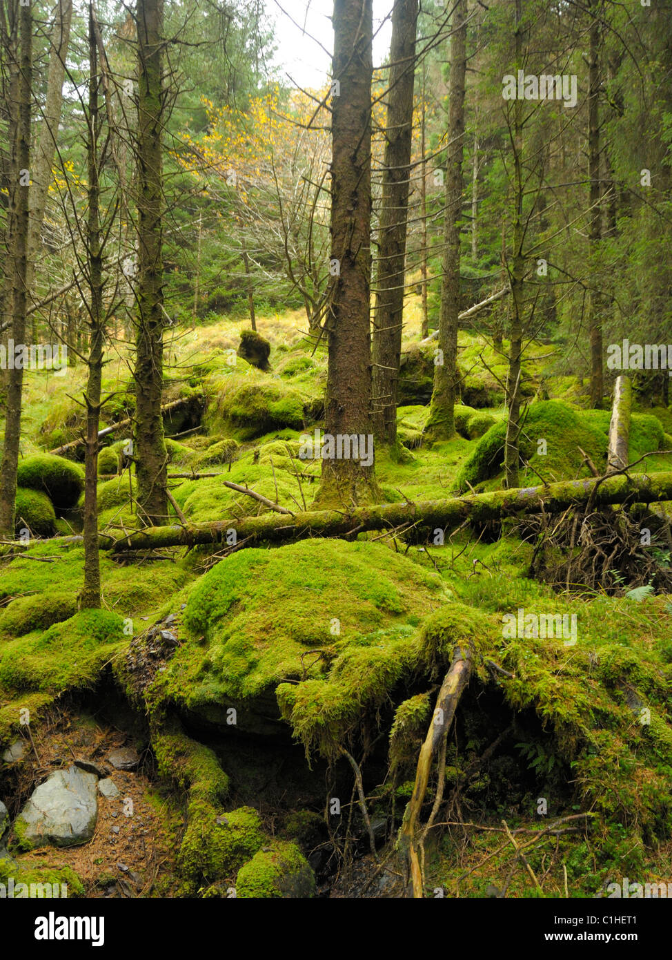 Source of the river lee hi-res stock photography and images - Alamy