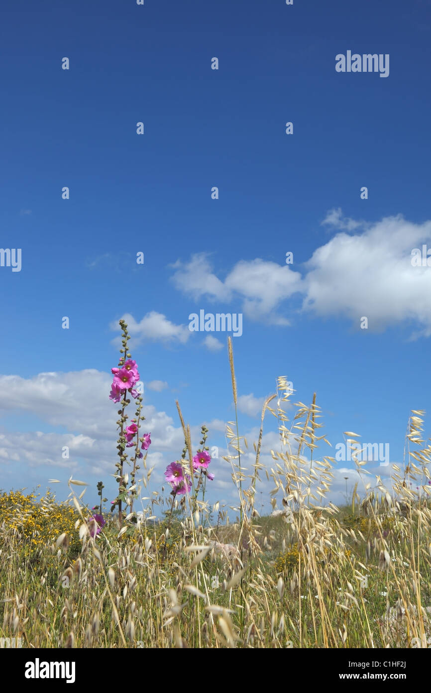 Spring in the desert. Latest gentle pink flowers and dried grass Stock ...