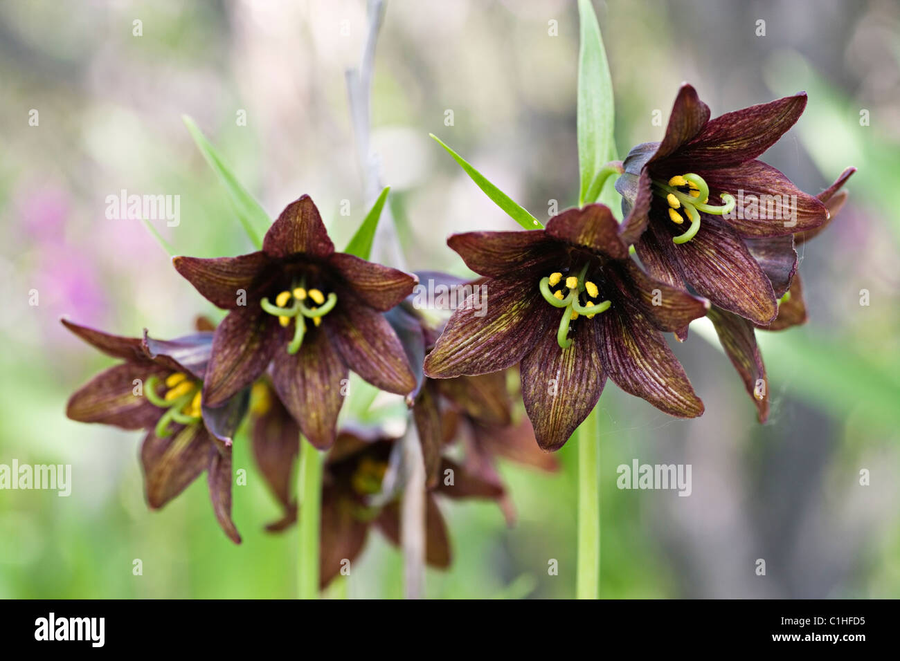 Chocolate lily flowers hi-res stock photography and images - Alamy