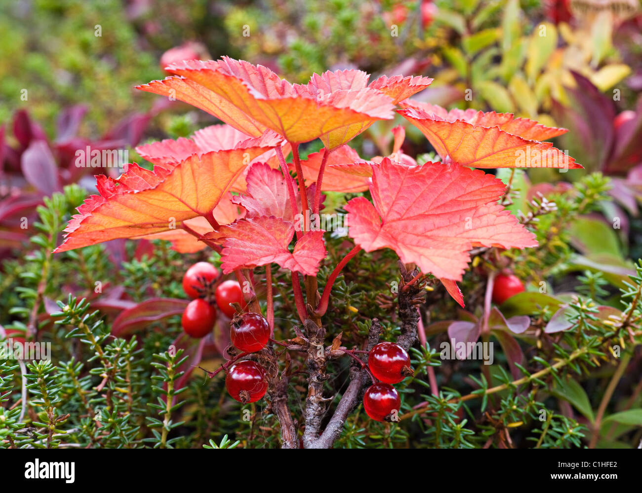 Ribes Triste High Resolution Stock Photography and Images - Alamy