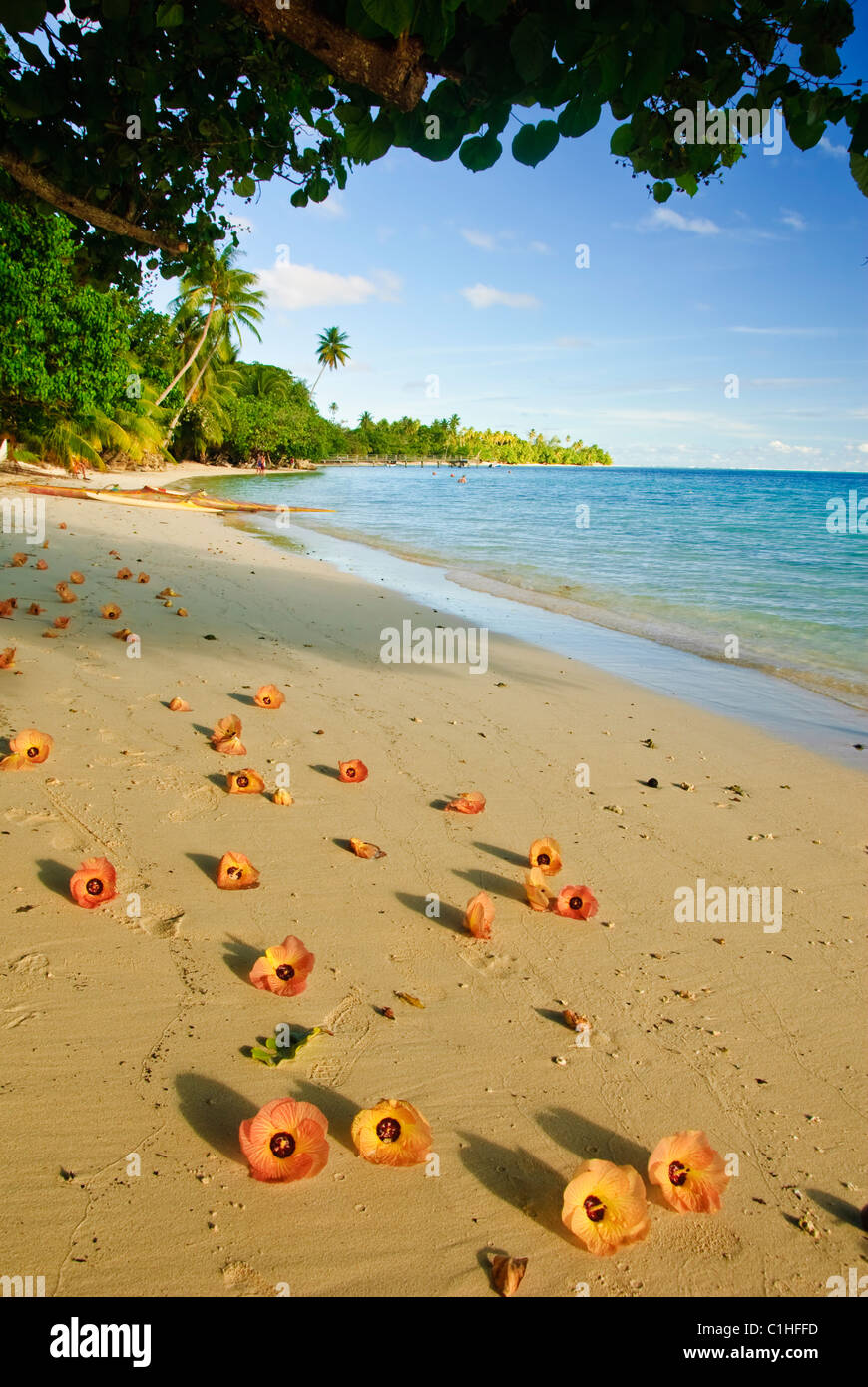 tropical beach in french polynesia Stock Photo - Alamy