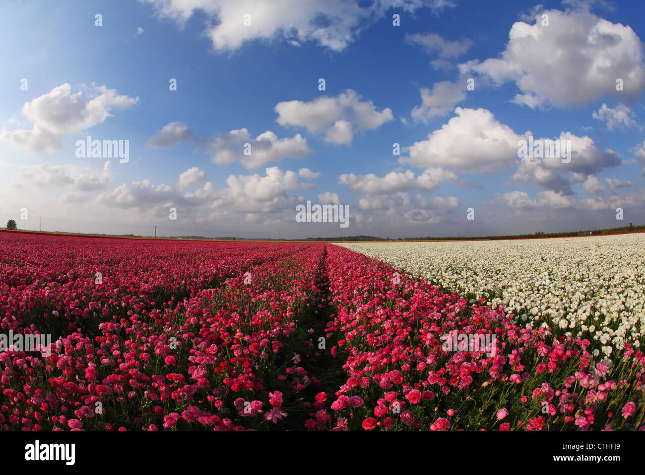The flowers, photographed by an objective"Fish eye Stock Photo - Alamy