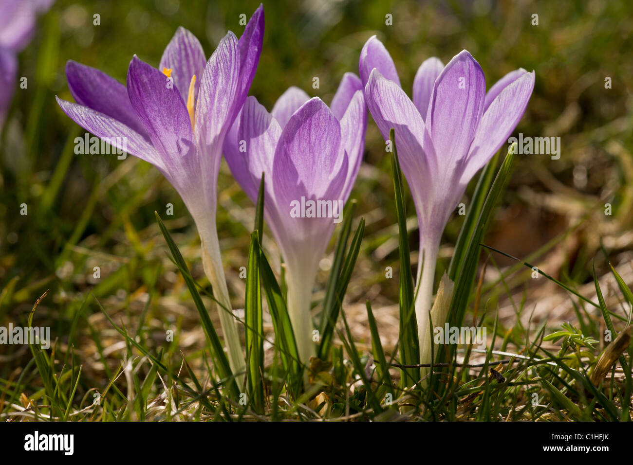 Spring Crocus, Crocus vernus, in Inkpen Crocus Field SSSI, Berkshire ...