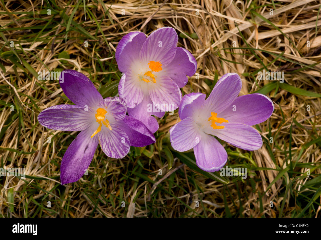 Crocus corm hi-res stock photography and images - Alamy