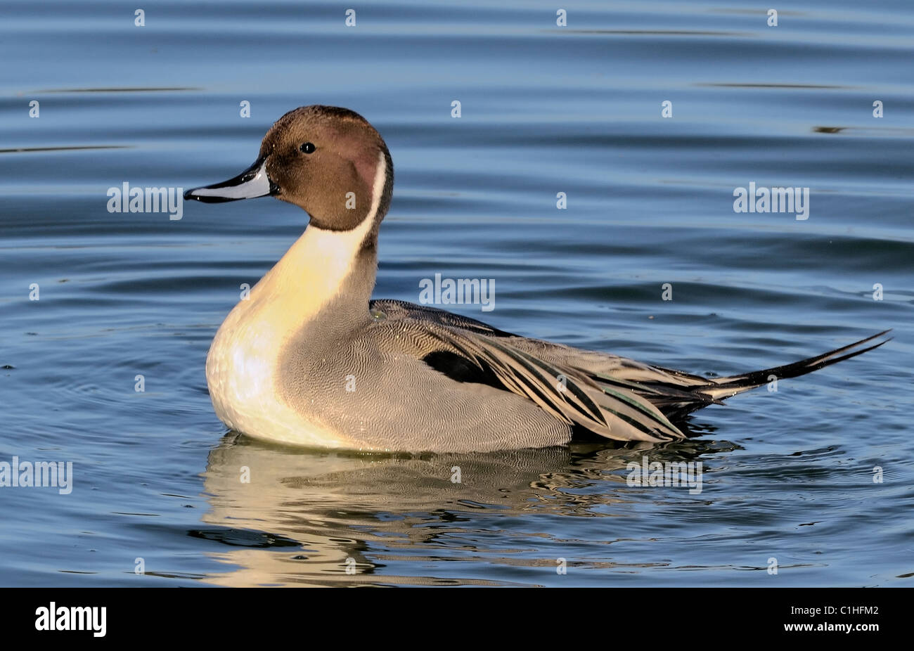 Northern Pintail (Anas acuta) drake gliding on calm water, showing ...