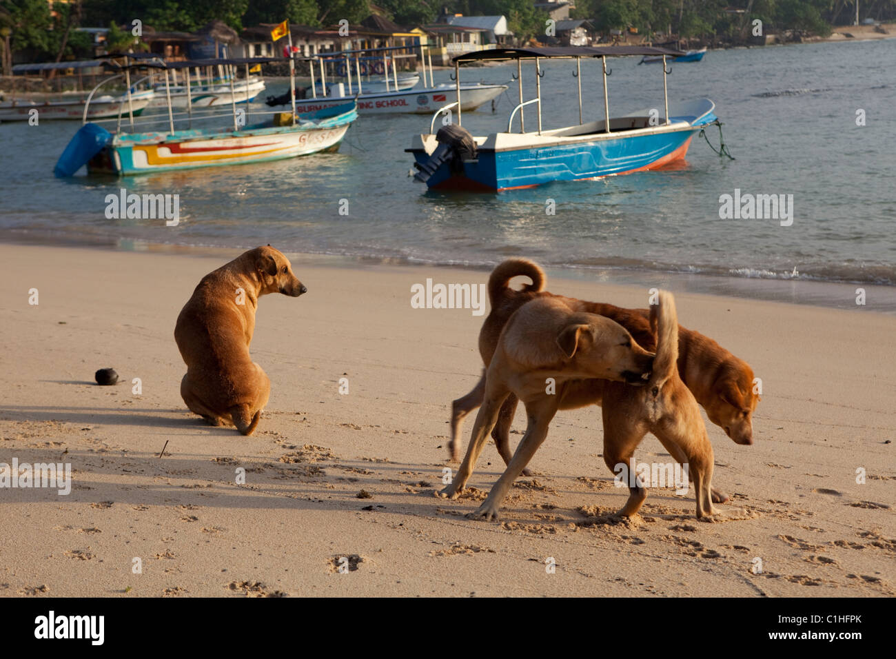Stray dogs are seen on Unawatuna beach on the South coast of Sri Lanka ...