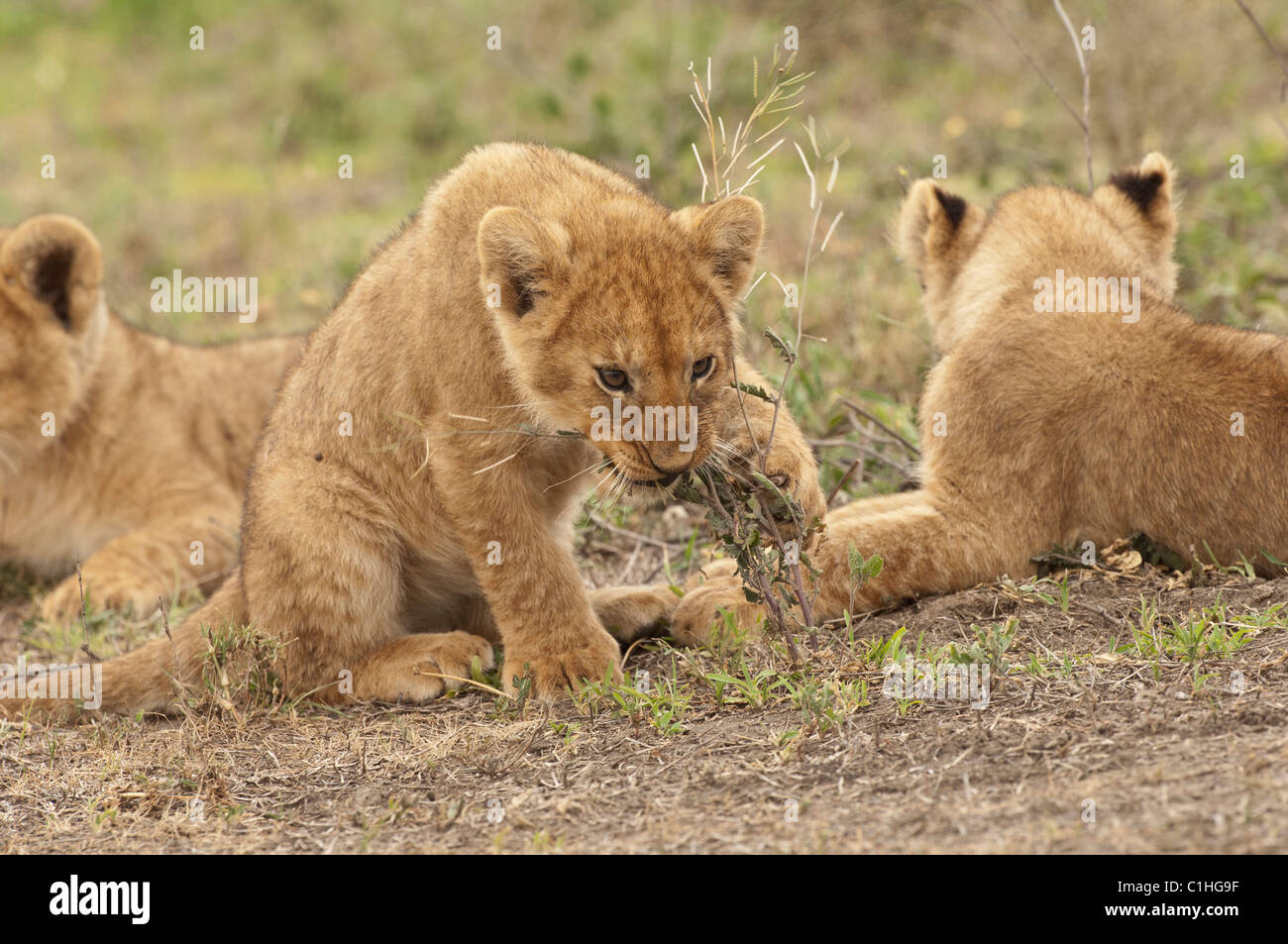 Stock photo of two lion cubs playing with sticks Stock Photo - Alamy