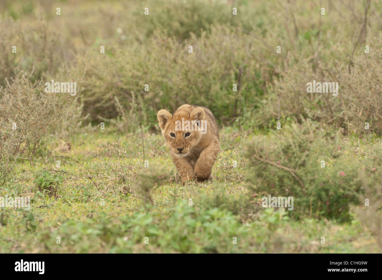 Photo crouching crouch young hi-res stock photography and images - Alamy