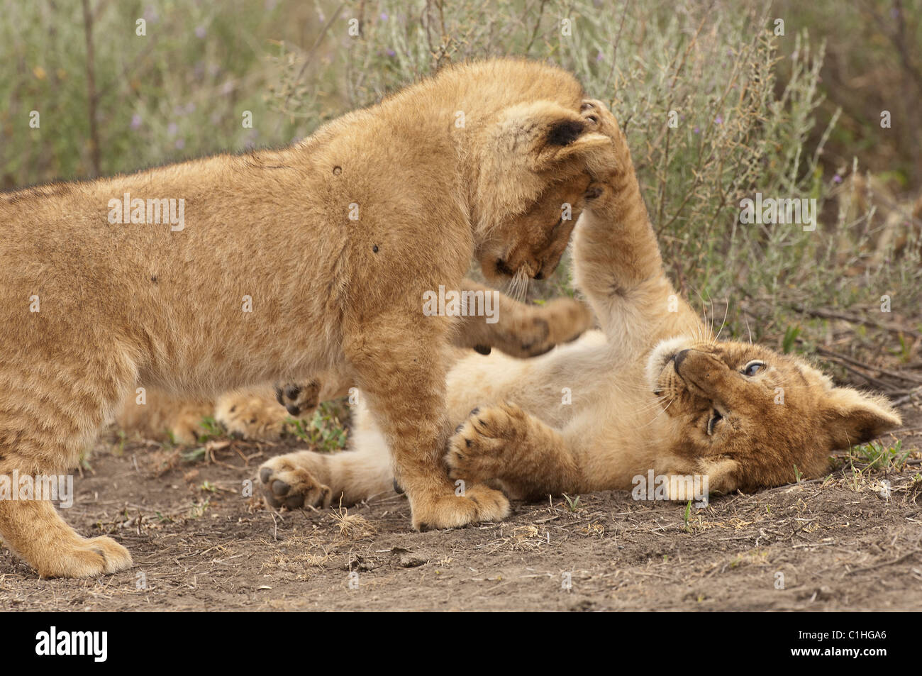 Stock photo of lion cubs playing Stock Photo - Alamy