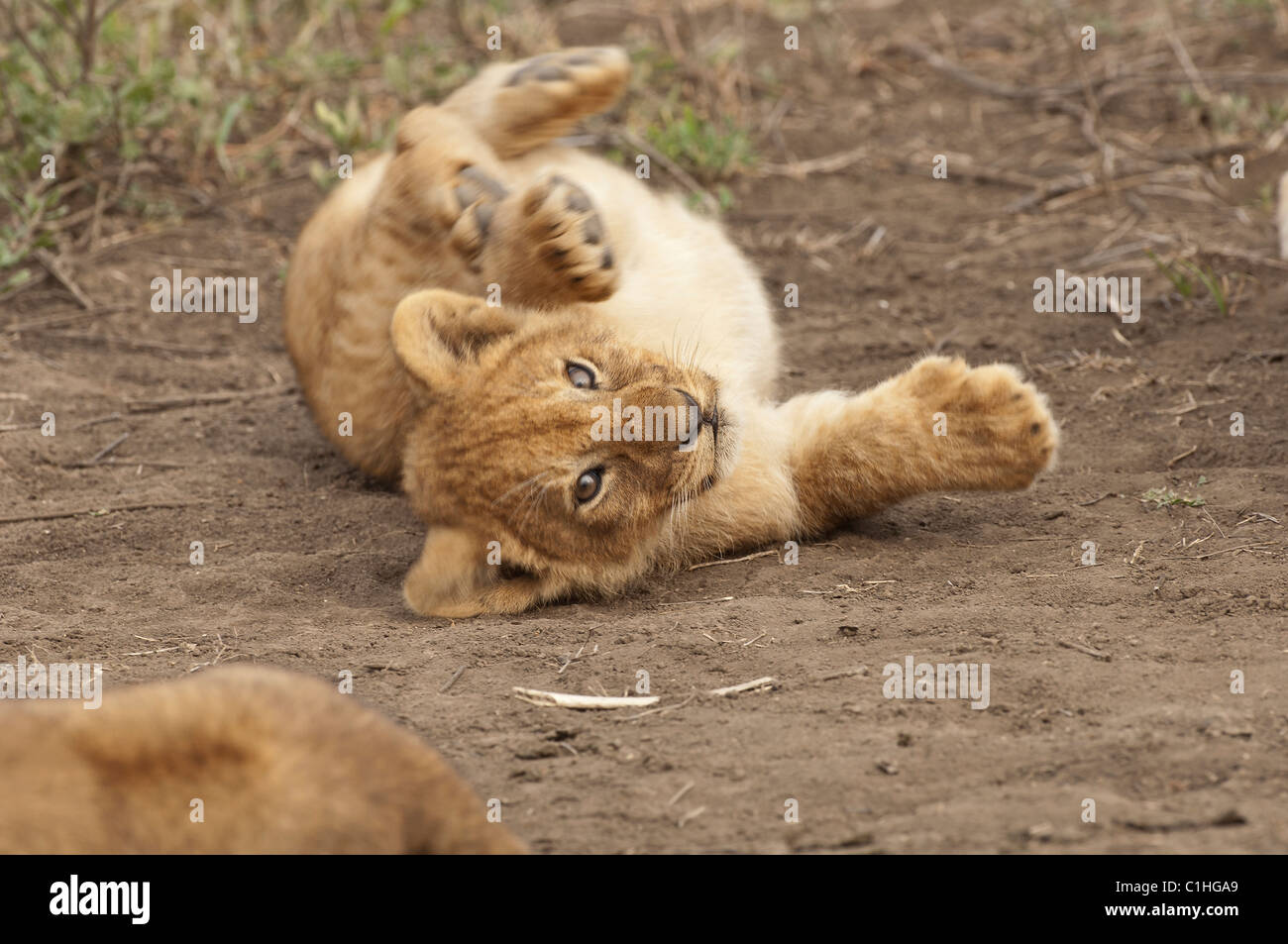 Image of lion cubs hi-res stock photography and images - Alamy