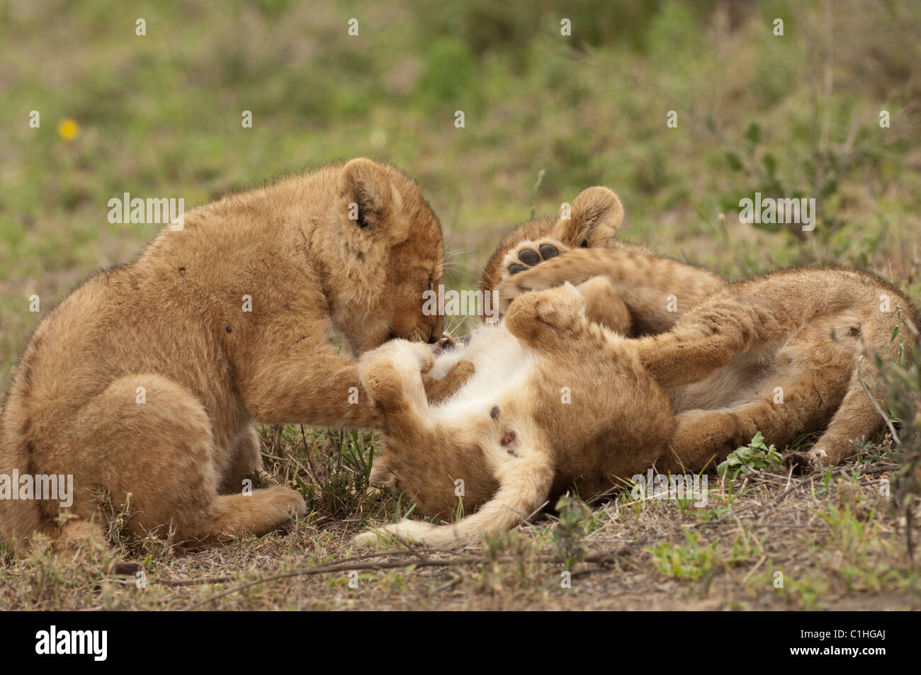 Stock photo of lion cubs playing Stock Photo - Alamy