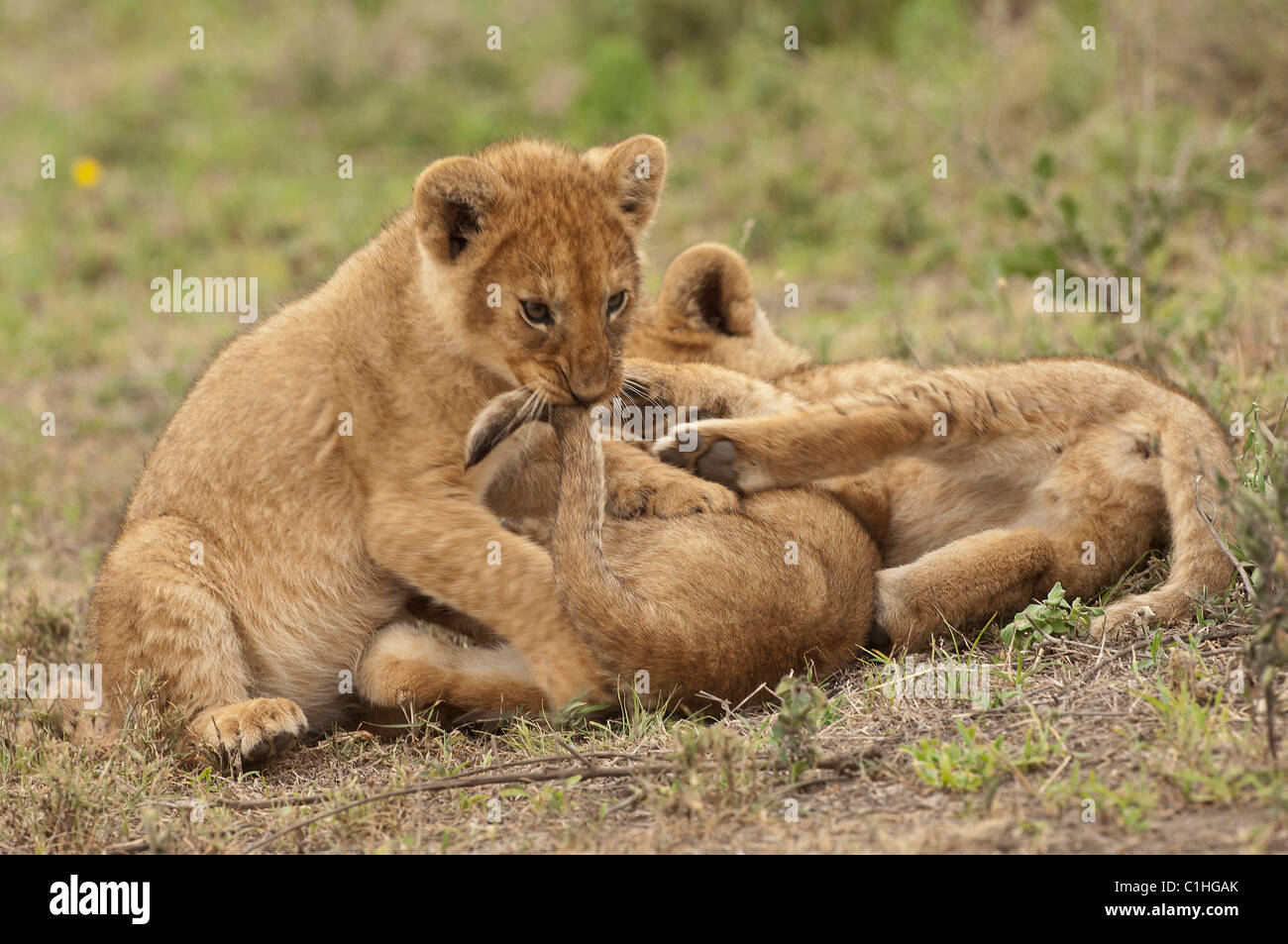 Stock photo of lion cubs playing Stock Photo - Alamy