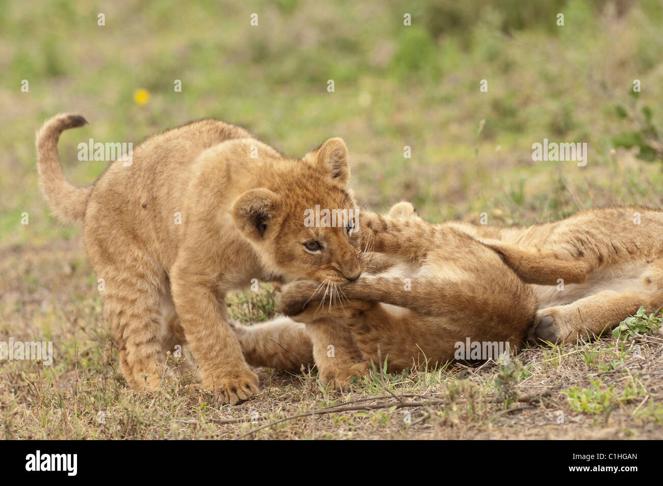 Stock photo of lion cubs playing Stock Photo - Alamy