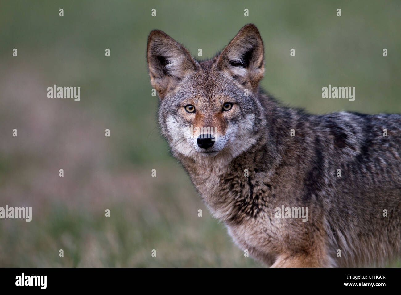 Coyote wildlife hi-res stock photography and images - Alamy