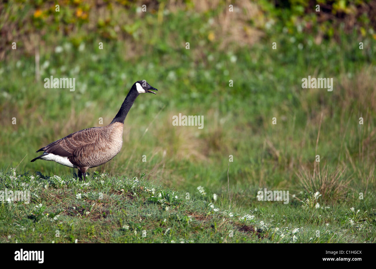 canadian goose squaking Stock Photo - Alamy