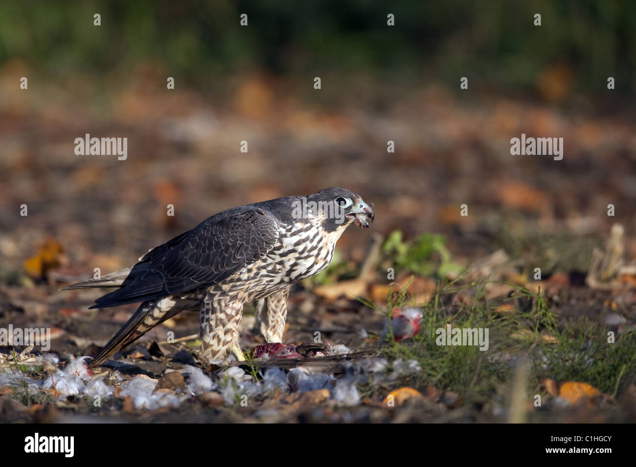 Peregrine Falcon with prey Stock Photo - Alamy