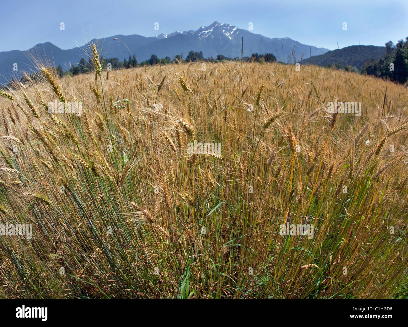 Mount cheam hi-res stock photography and images - Alamy