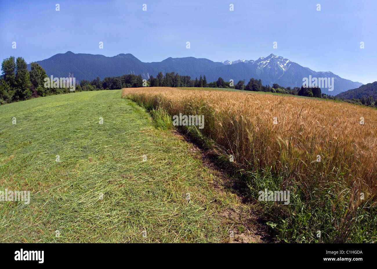 View of mount cheam from fields in agassiz, bc Stock Photo - Alamy