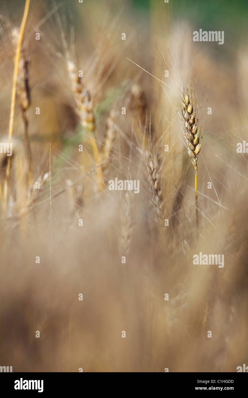 Starch wheat hi-res stock photography and images - Alamy