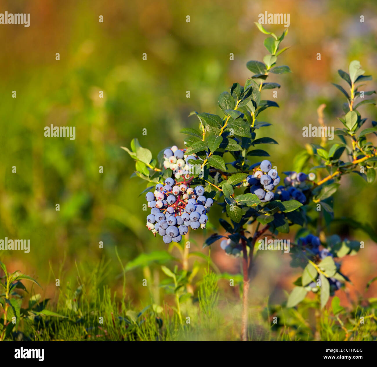 Blueberry crops hi-res stock photography and images - Alamy