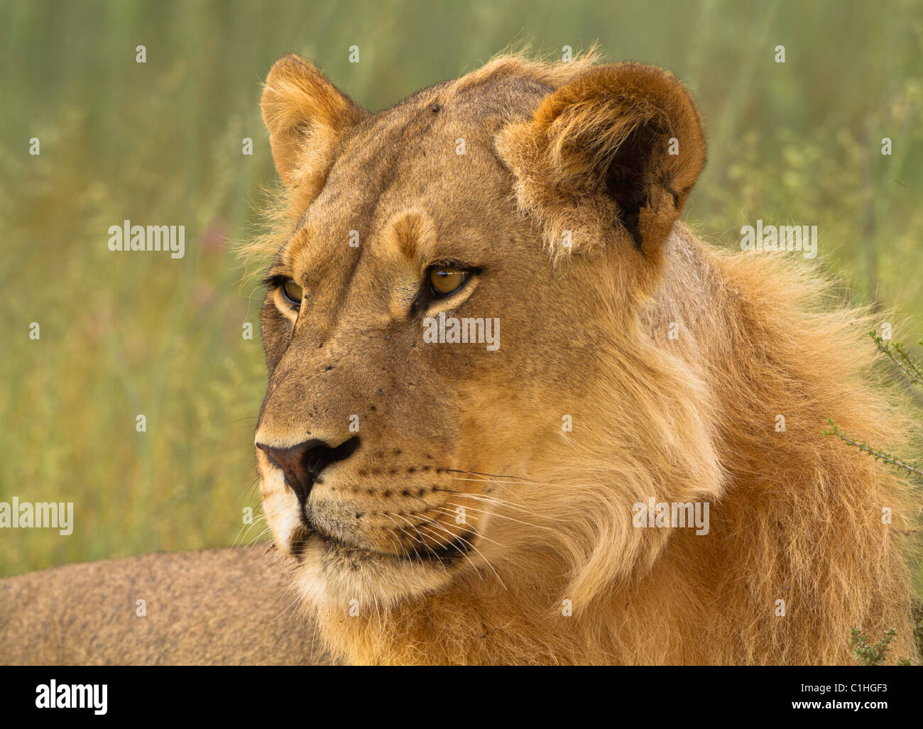 lion young male portrait Stock Photo - Alamy