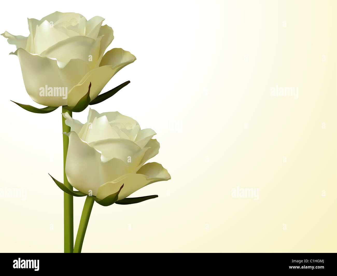 Two photo realistic roses and stems on an ivory background Stock Photo ...