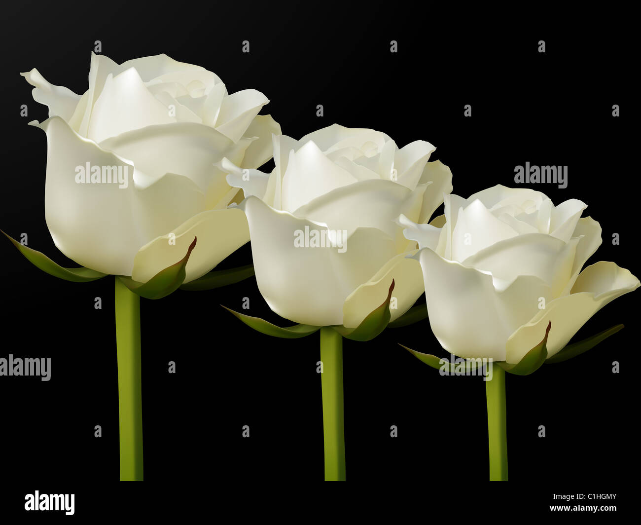 Three white roses as photo realistic on a black background Stock Photo ...