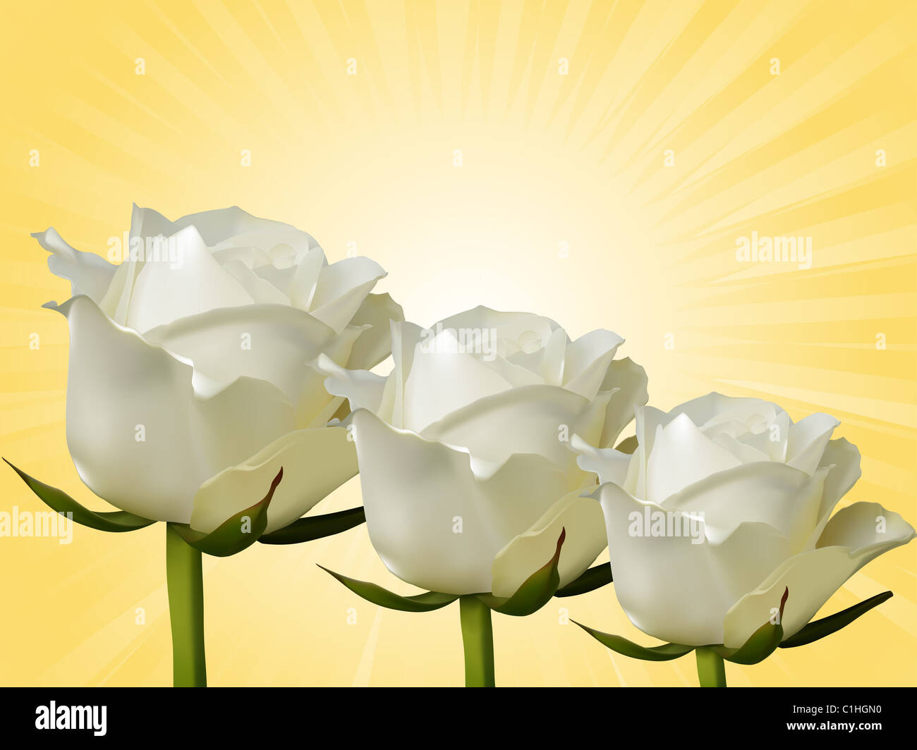Photo realistic vector roses on a yellow star burst background Stock ...