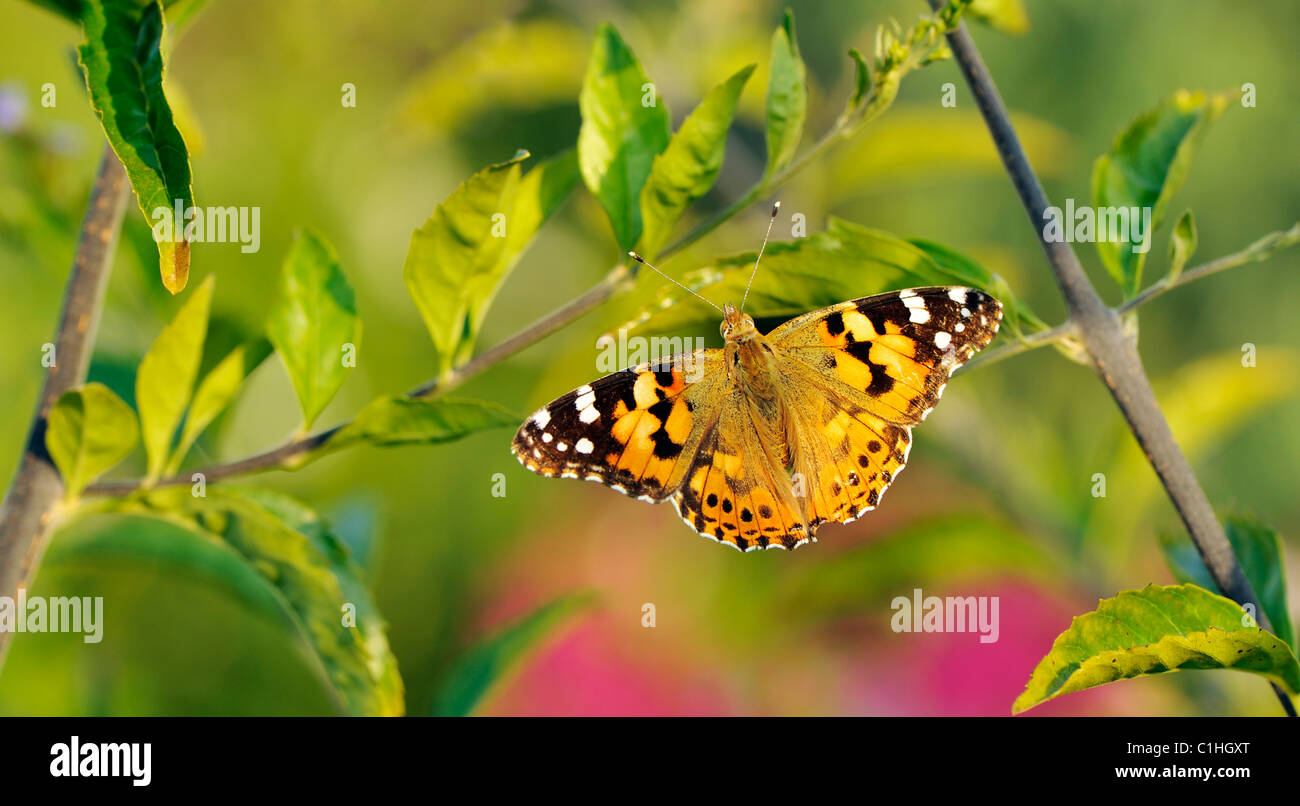 Butterfly with open wings hi-res stock photography and images - Alamy