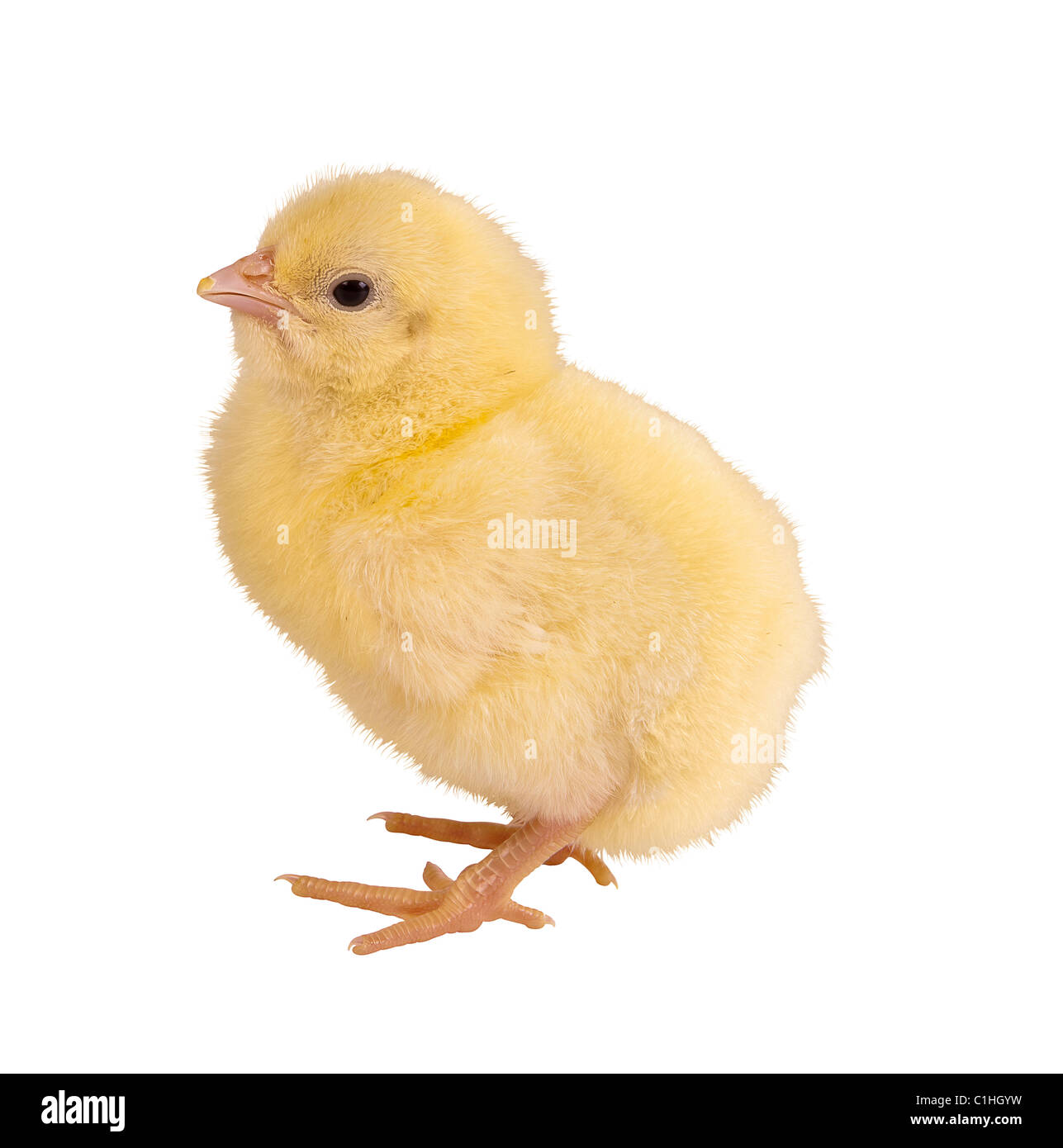 Yellow young bird Cut Out Stock Images & Pictures - Alamy