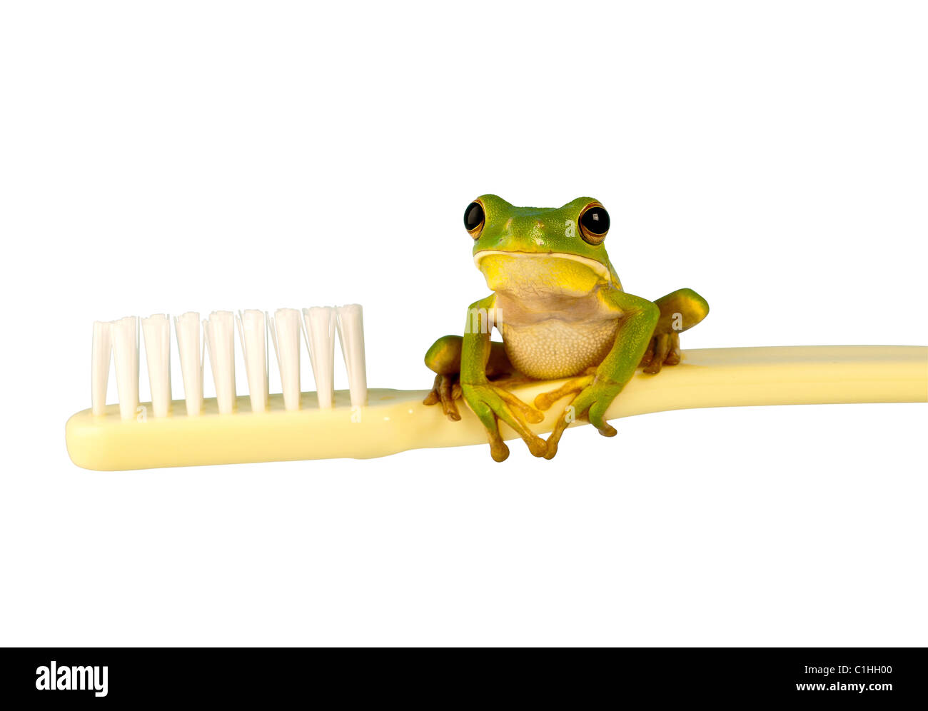 Toothbrush tree hi-res stock photography and images - Alamy