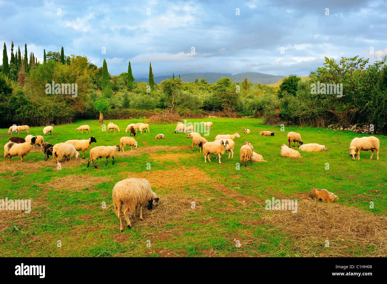 Pasture grazing flock sheep hi-res stock photography and images - Alamy