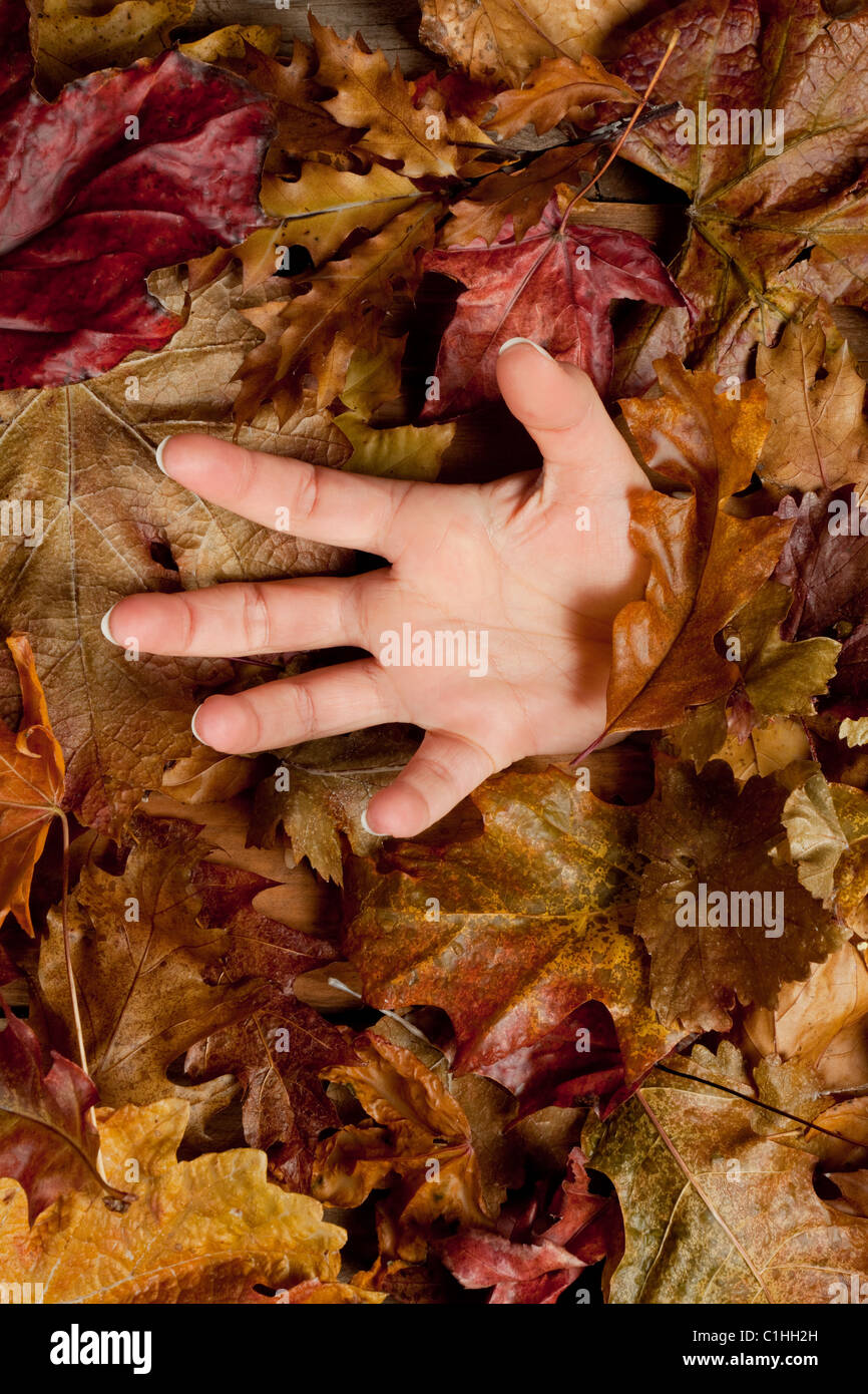 Grasp leaves hi-res stock photography and images - Alamy