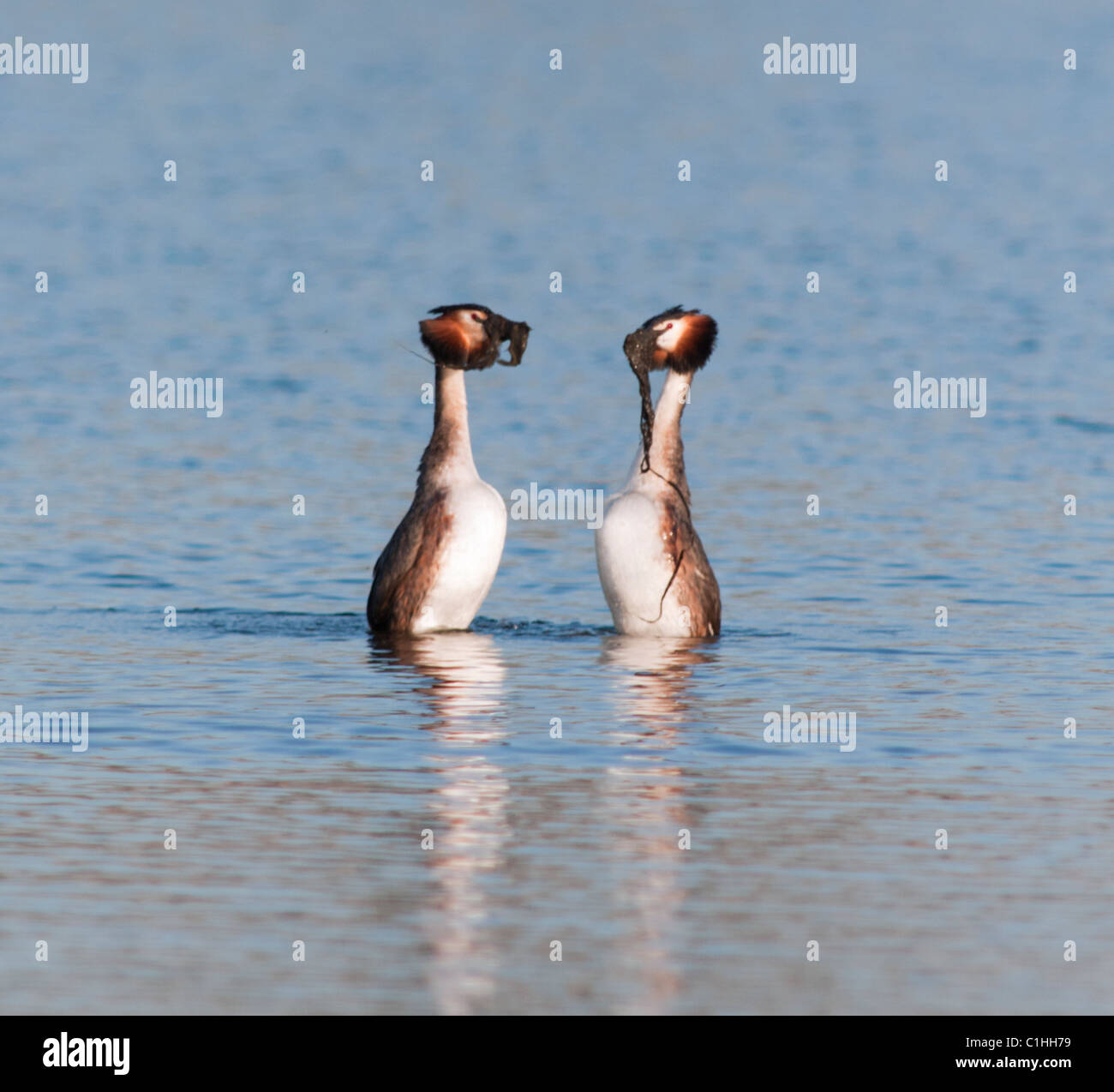 Courtship display dance hi-res stock photography and images - Alamy