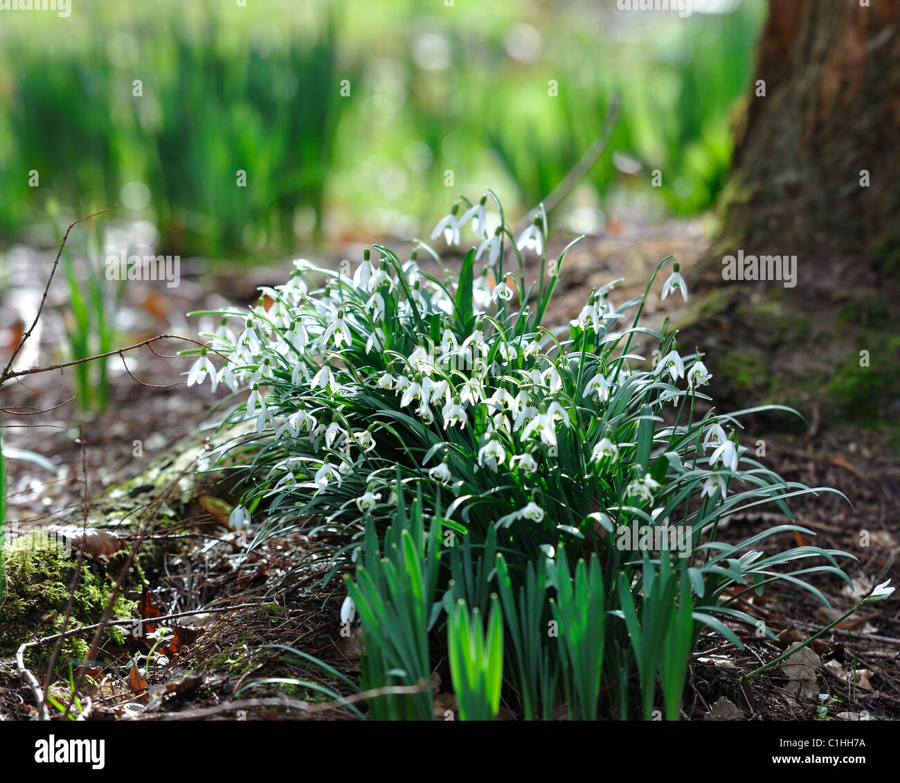 English snowdrops hi-res stock photography and images - Alamy