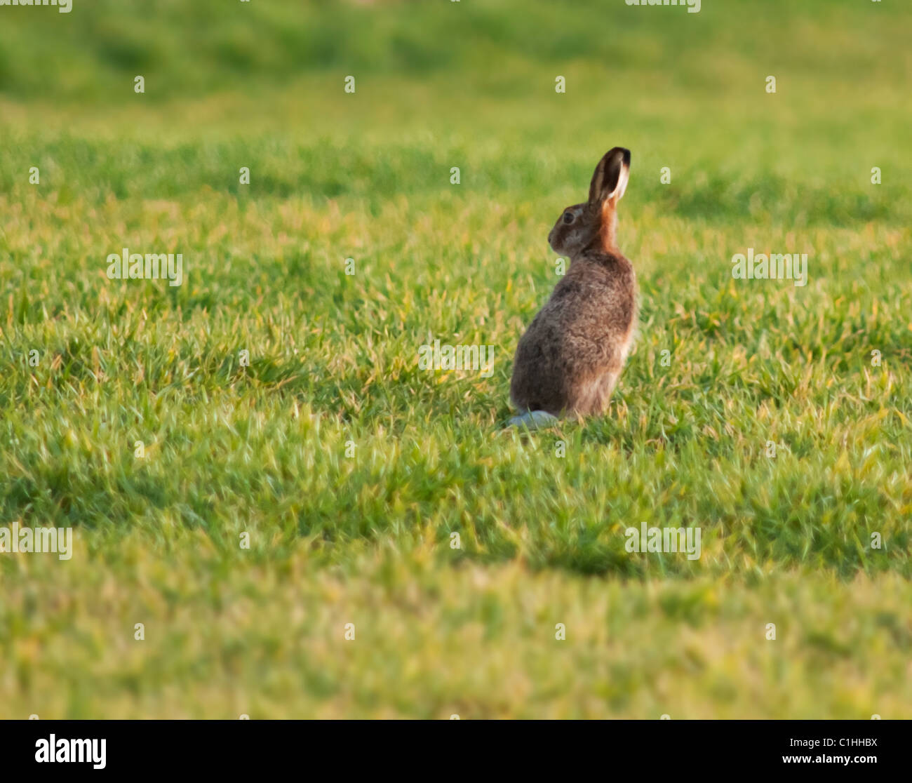 Brown Hare Lepus europaeus sitting enjoying the spring sunshine Stock ...