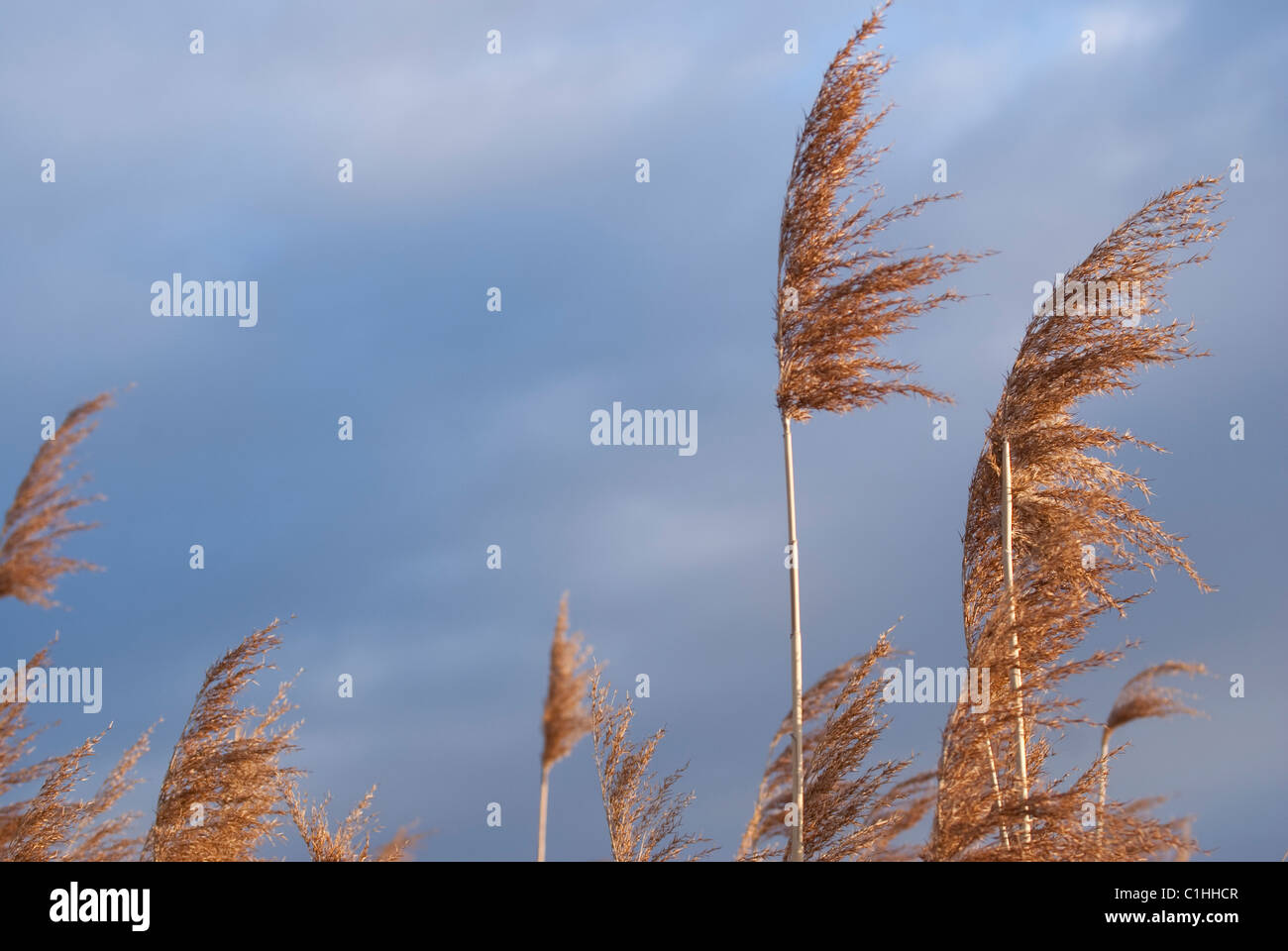 Wind blowing river hi-res stock photography and images - Alamy