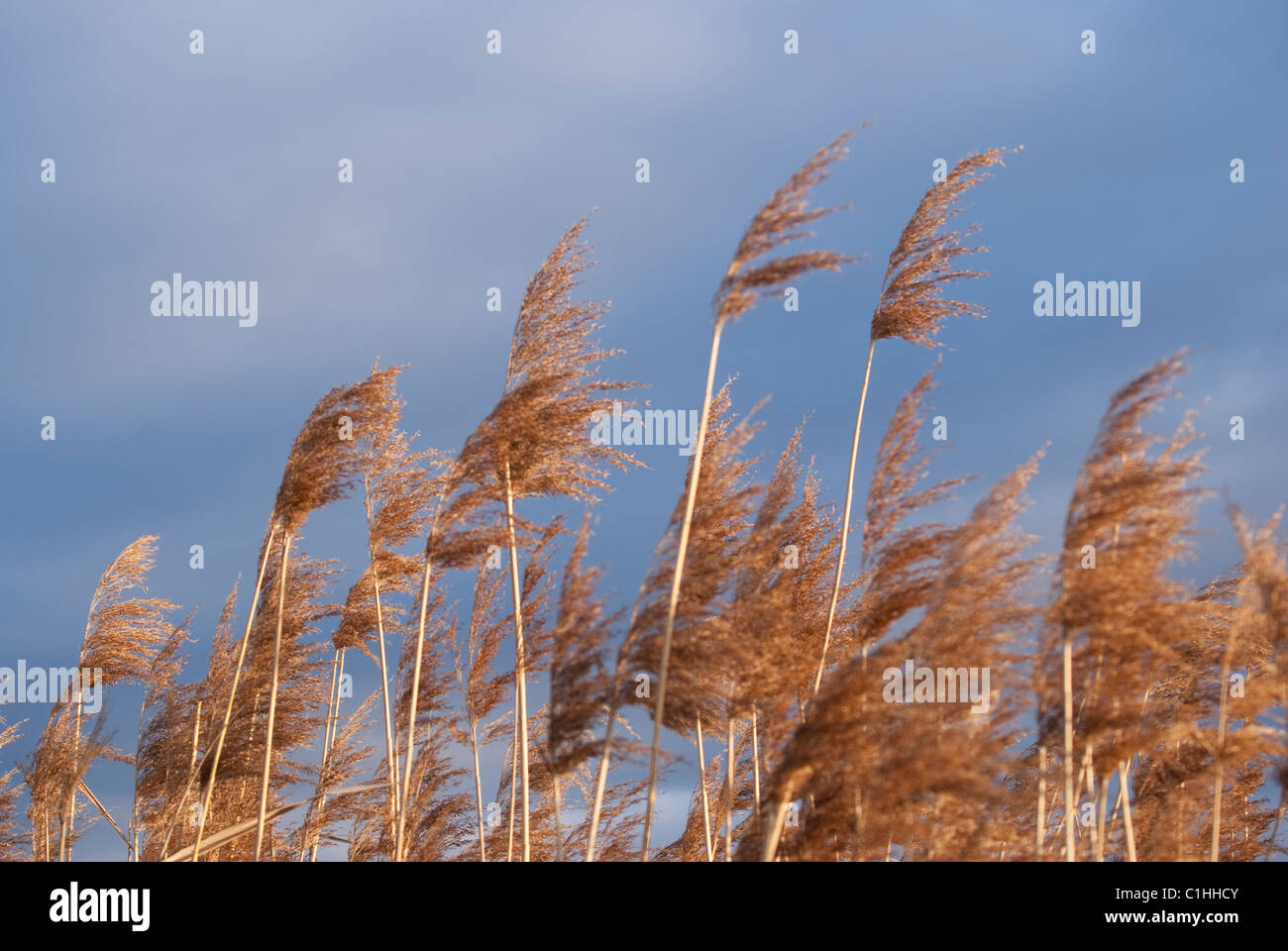 Reeds blowing hi-res stock photography and images - Alamy