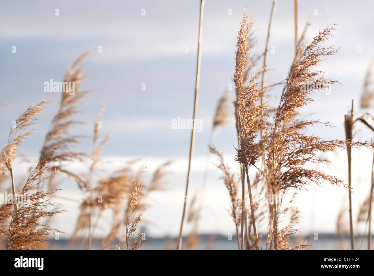 Reeds along the Ibi River Kuwana City, Japan Stock Photo - Alamy
