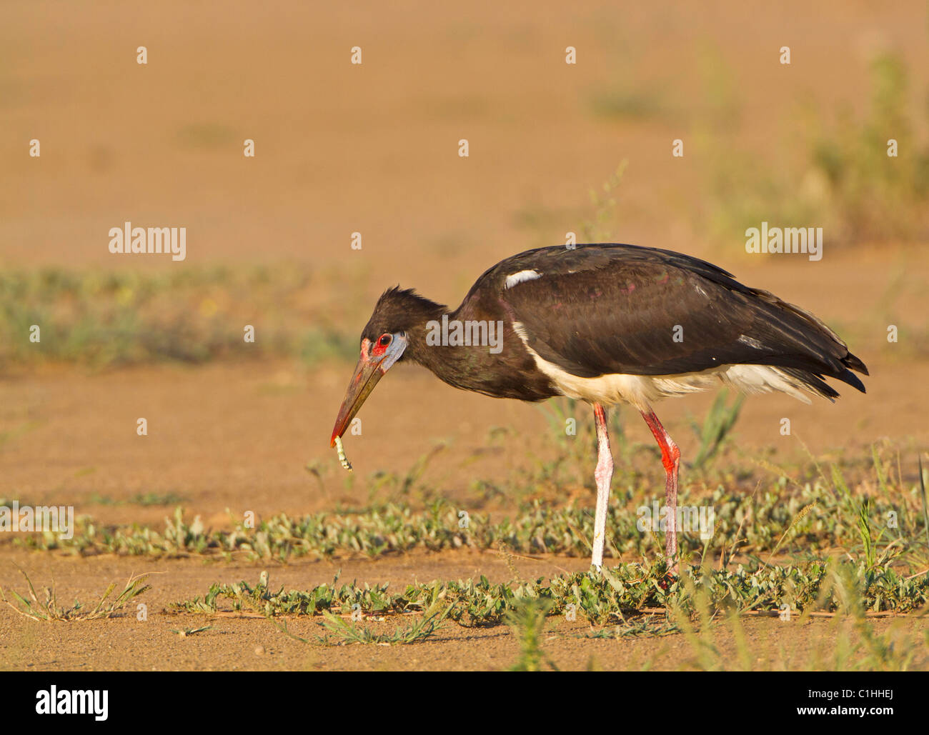 Stork eating hi-res stock photography and images - Alamy